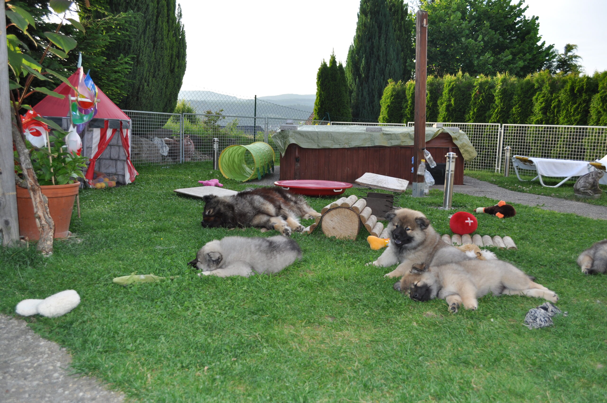 Aufzucht bei SEC-Züchtern – Schweizer Eurasier-Club